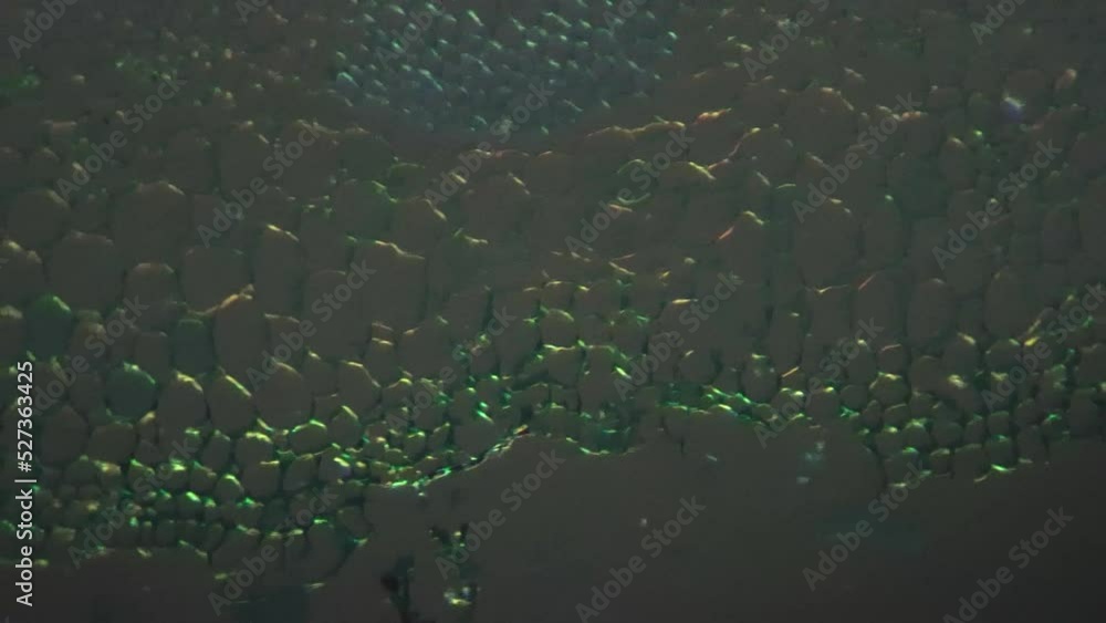 Microscope 200x magnification of dicotyledon stem in transversal ...