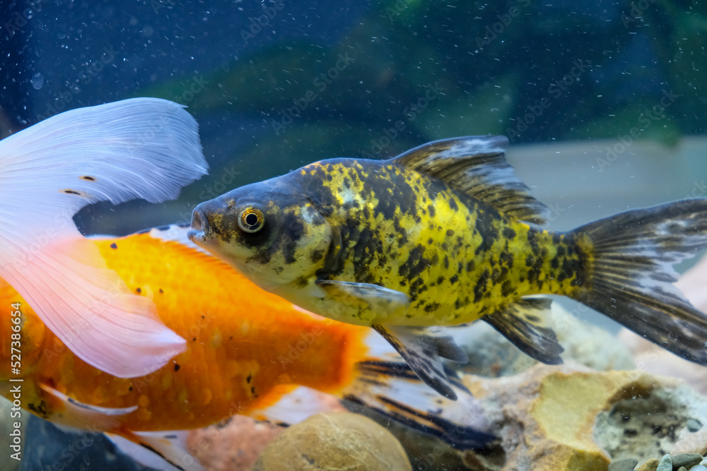 Colorful pond crucibles, aquarium swimming, fish crucian Karaś ...