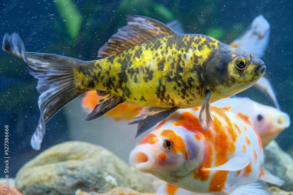 Colorful pond crucibles, aquarium swimming, fish crucian Karaś ...