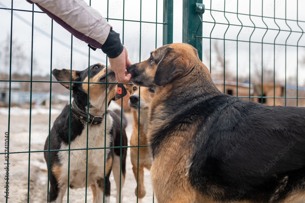 Homeless Dog In A Cage At A Shelter. Homeless Dog Behind The Bars Looks ...