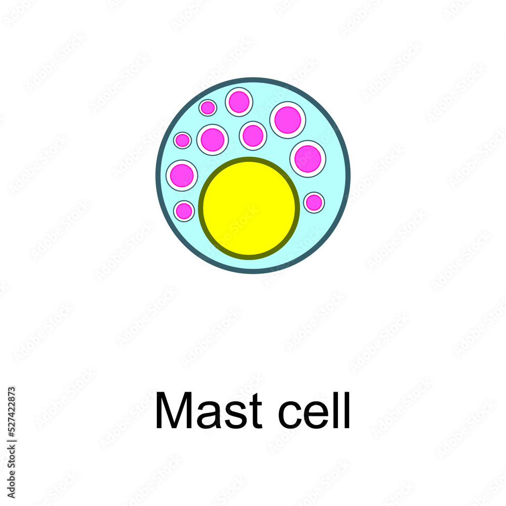 Mast cell cellular schematic structure vector illustration, eps10 icon ...
