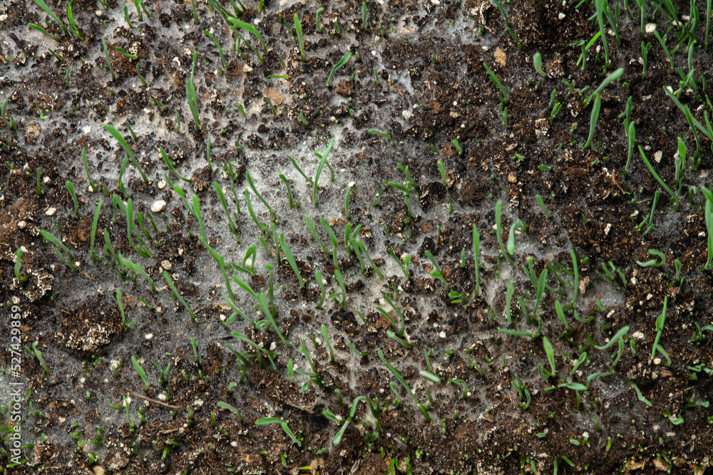 Wheat began to germinate, the violation of technology, become covered ...