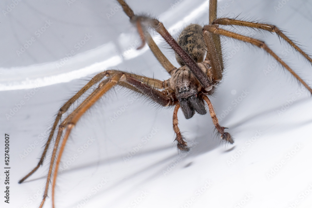 Macro photo of a Eratigena atrica also known as Giant house spider ...