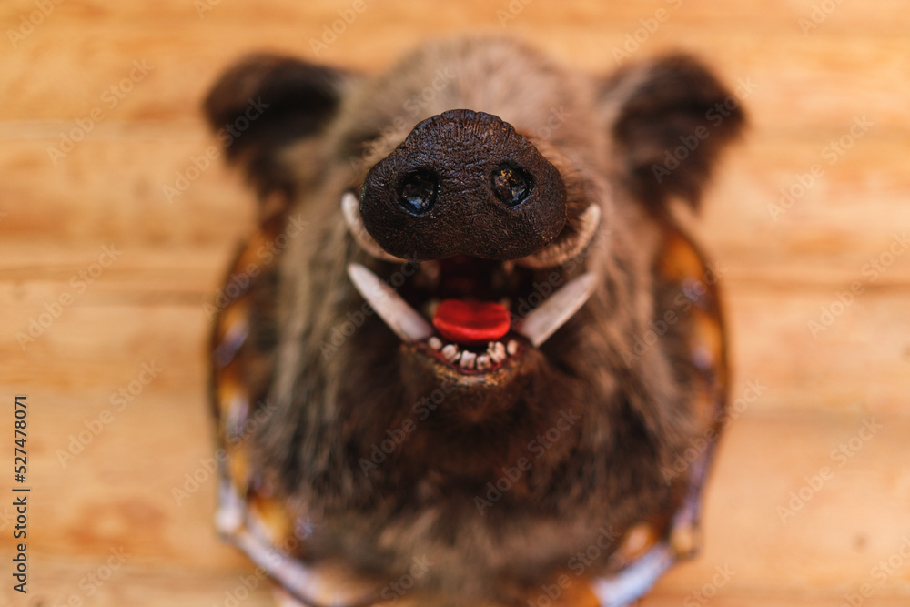Wild Boar Head With Open Mouth And Fangs Close-up. Stuffed Animals ...