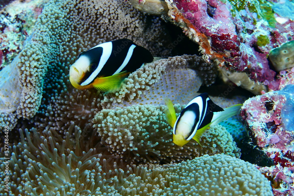 Scuba diving with Manta ray in Pohnpei, Micronesia（Federated States of ...