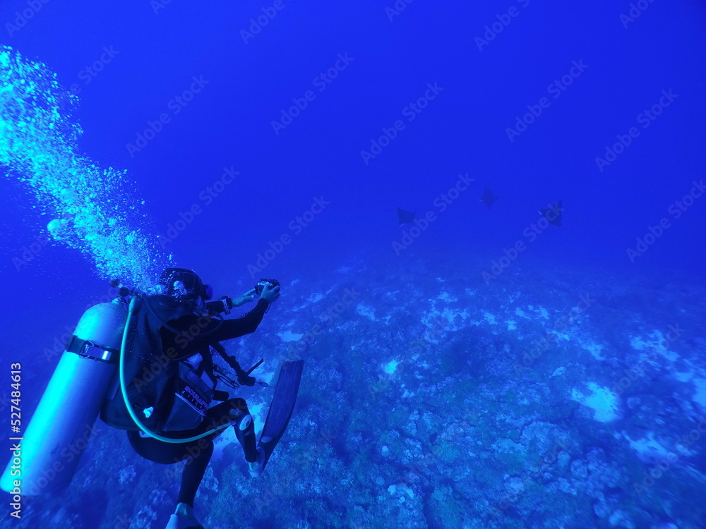 Scuba diving with Manta ray in Pohnpei, Micronesia（Federated States of ...