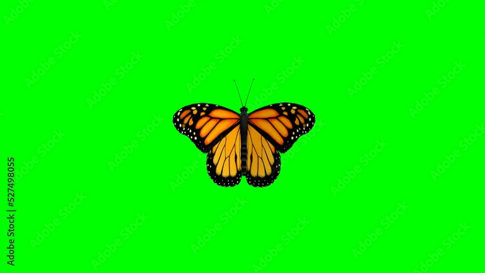 Fluttering monarch butterfly motion graphics with green screen ...