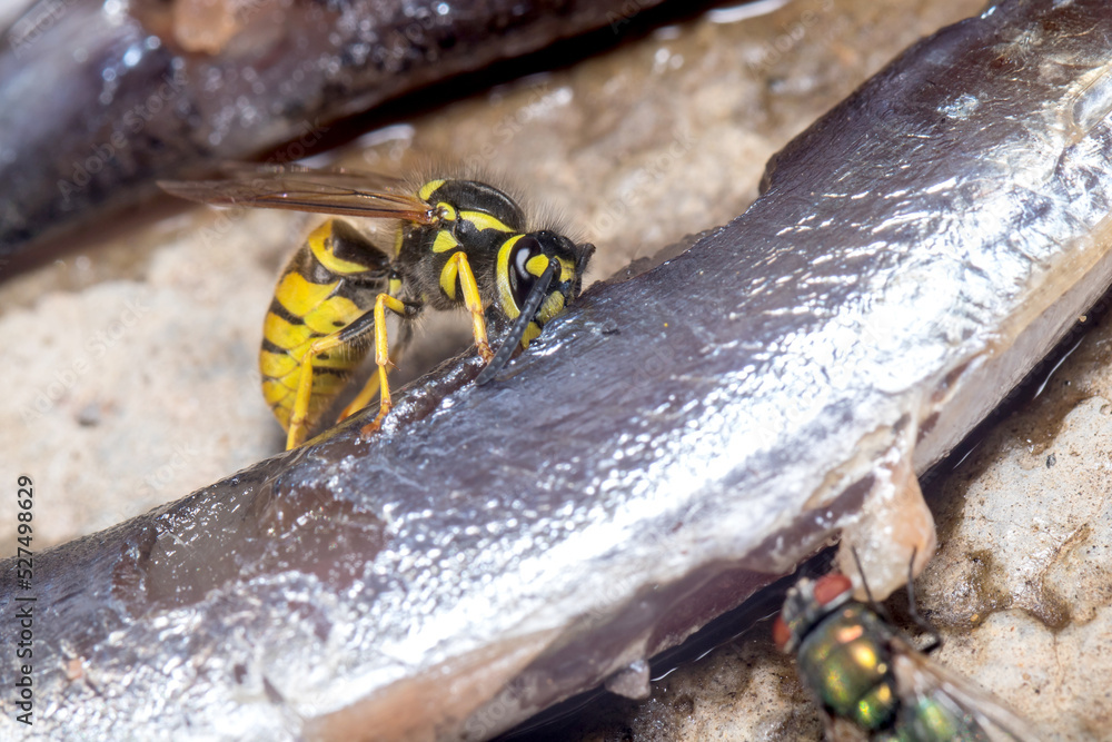Vespula germanica wasp cutting pieces from a dead fish Stock Photo ...
