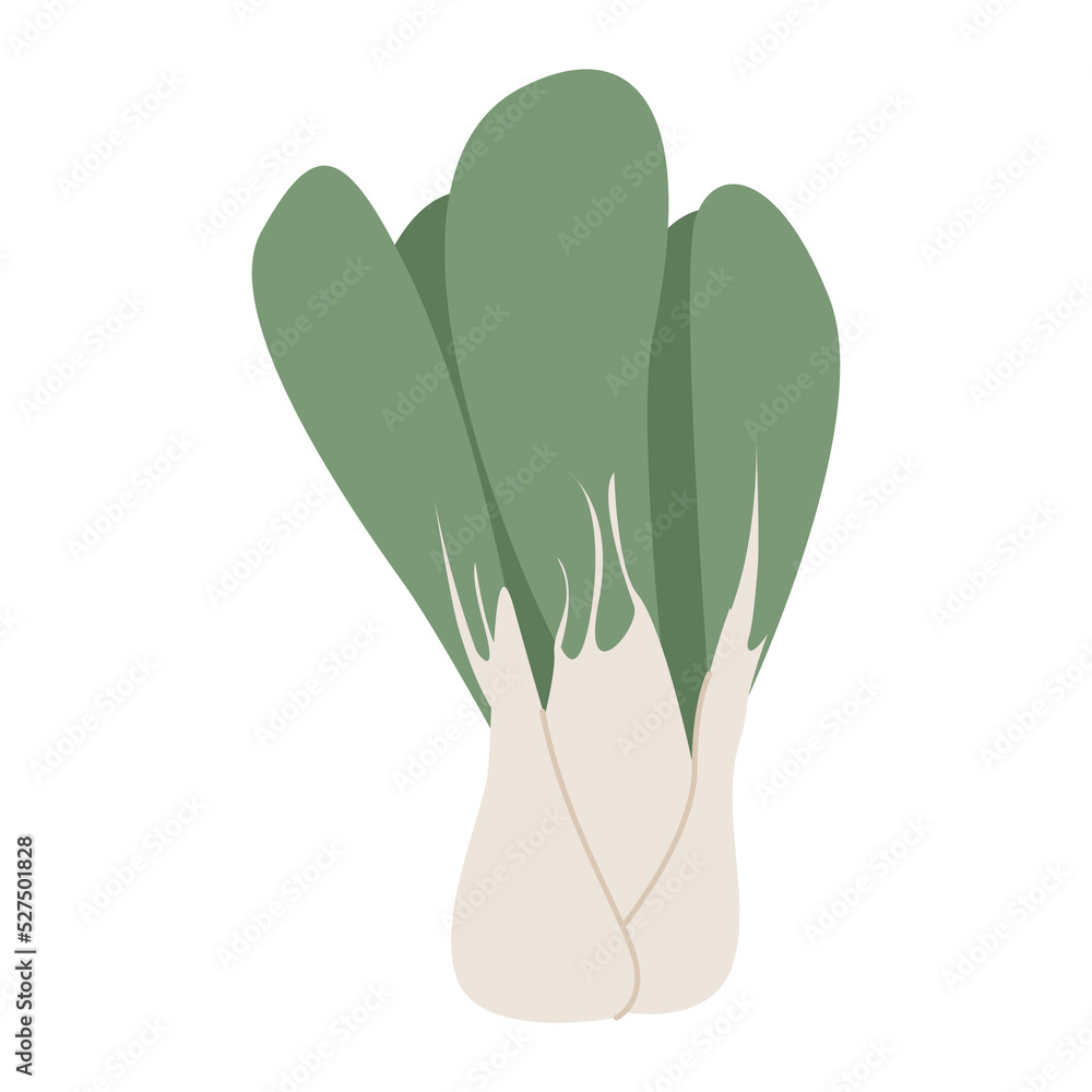 Bok choy, pak choi or pok choi Chinese cabbage illustration isolated on ...