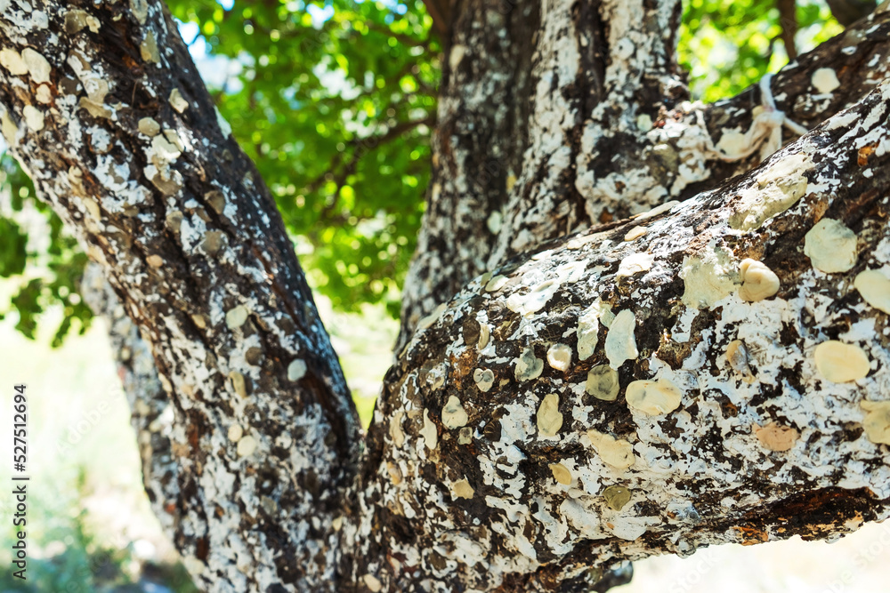 Chewing bubble gum on a tree trunk. it is a tourist tradition to leave ...