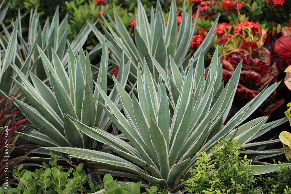 Cambodia. Agave vivipara is a succulent, a species of the genus Agave ...