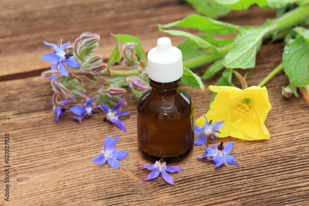 Borago officinalis with Oenothera biennis seed oil in bottle on brown ...