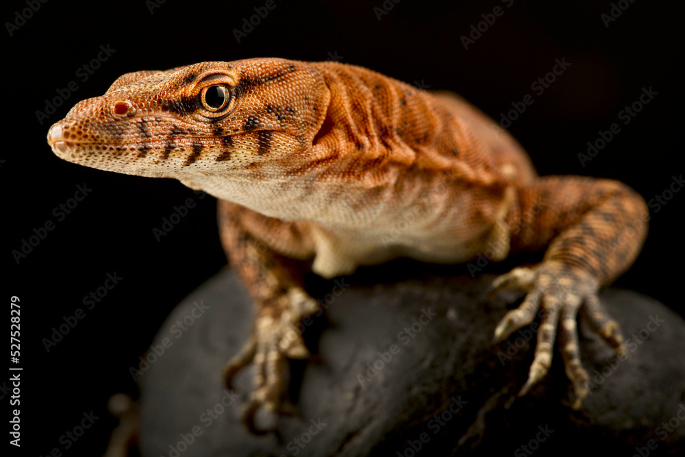 Pilbara rock monitor (Varanus pilbarensis) Stock Photo | Adobe Stock