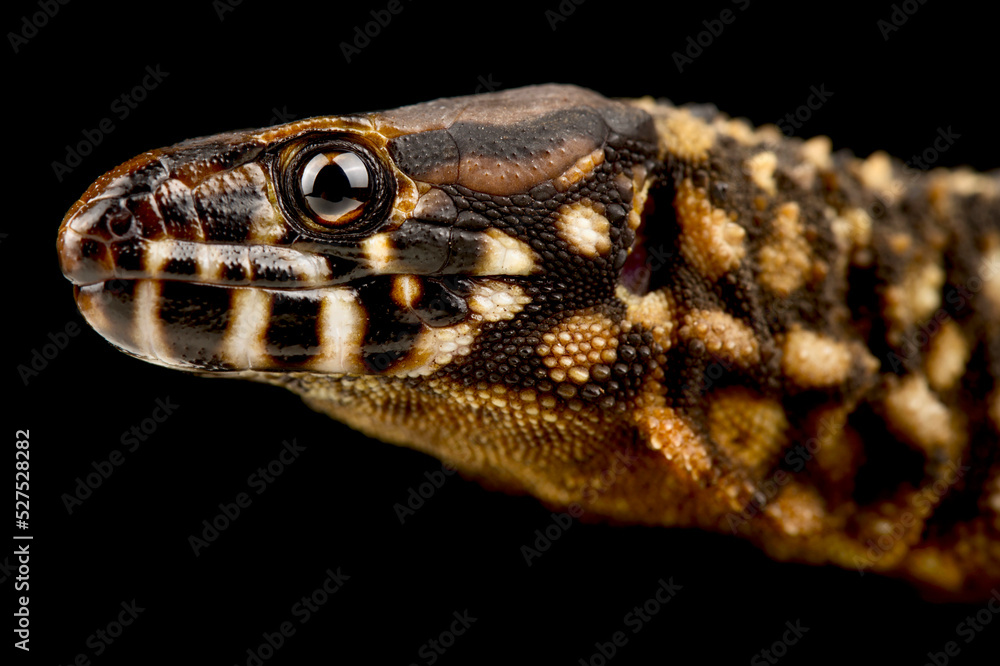 Xantusiidae