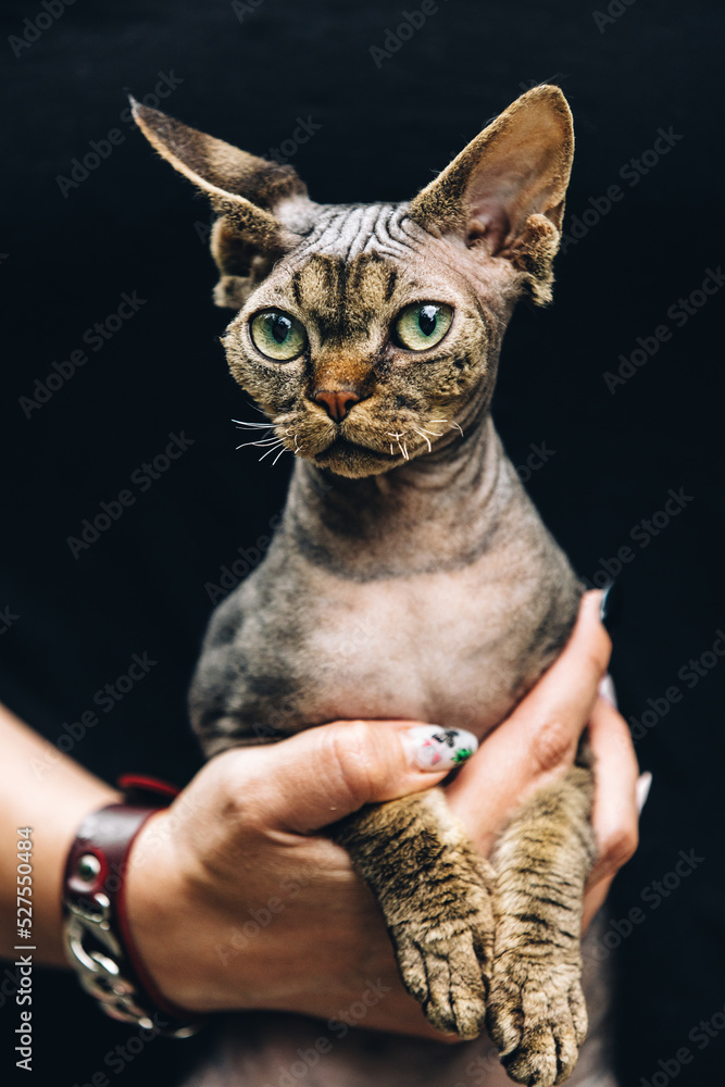 Curious Playful Funny Cute Beautiful Devon Rex Cat Looking At Camera ...