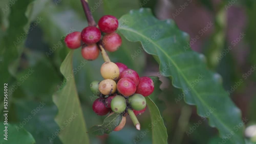 Ripe Red coffee bean berry plant fresh seed coffee tree growth green ...
