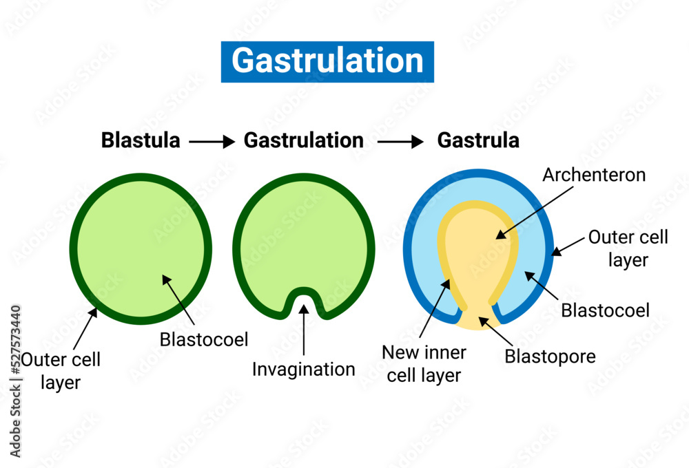 Gastrulation is the stage in the early embryonic development of most ...
