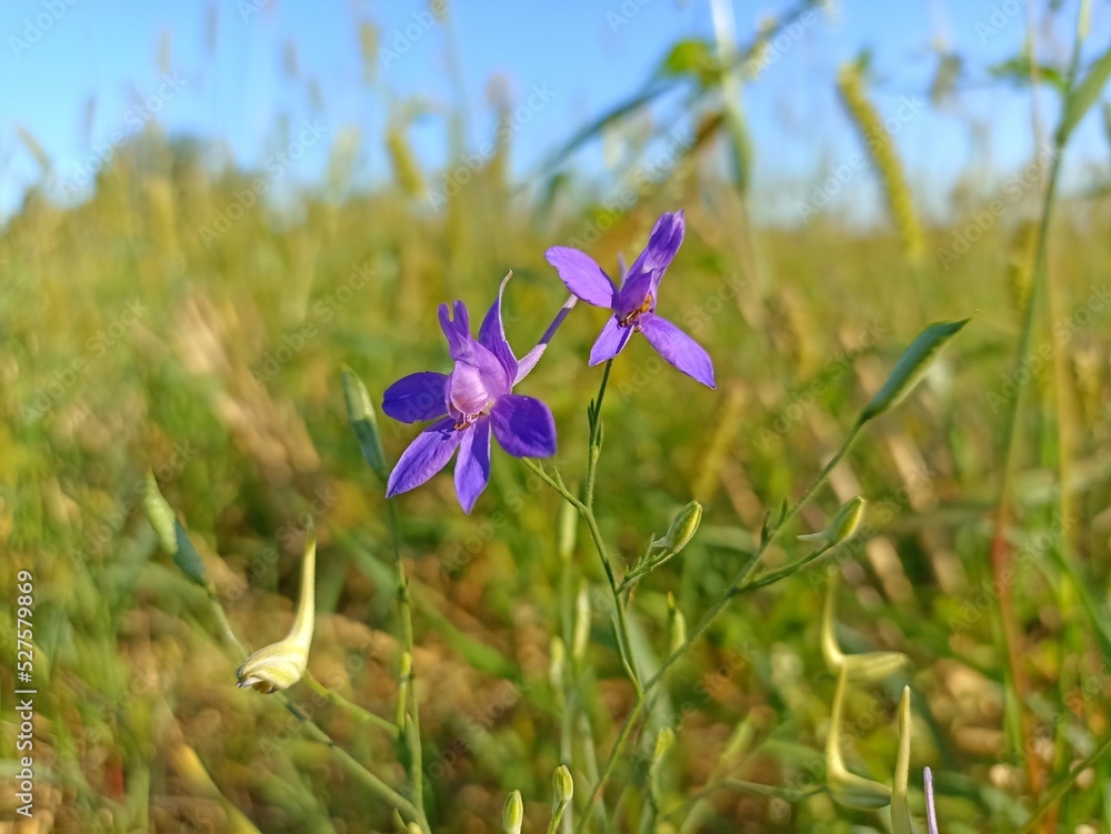 Consolida regalis, known as forking larkspur, rocket-larkspur, and ...