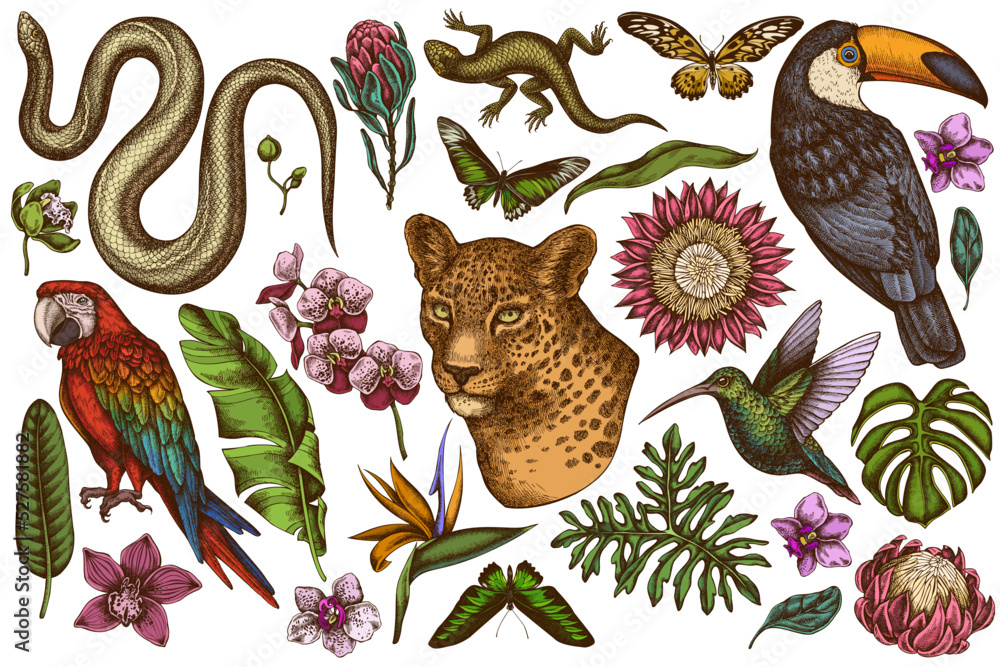 Tropical animals hand drawn vector illustrations collection. Colored ...