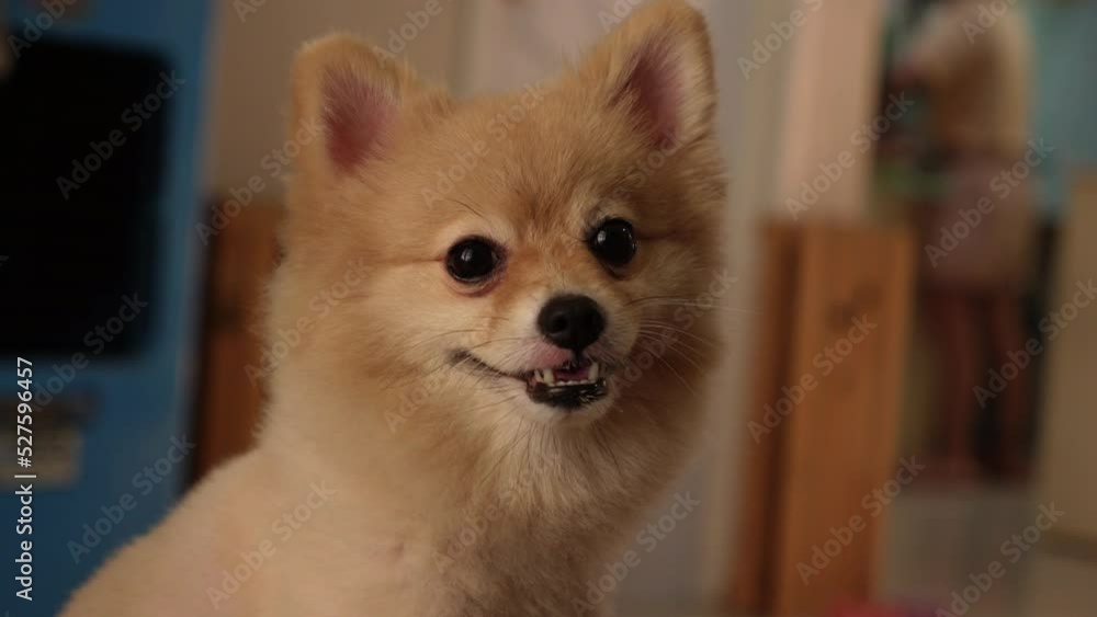 4k video, close up brown Pomeranian round funny face in home. cute ...