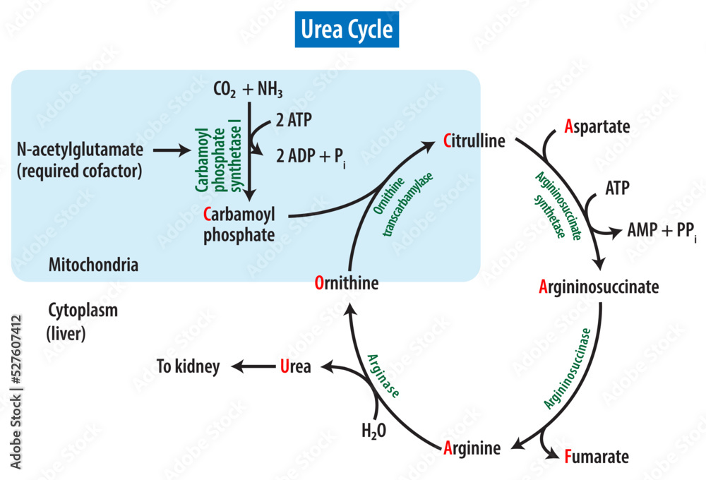 Fototapeta mapa świata dla dzieci structure of urea cycle or ornithine ...
