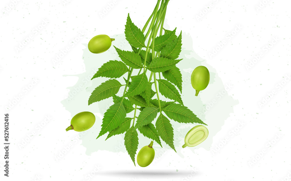 Ayurvedic Neem leaves with neem fruit vector illustration isolated on ...