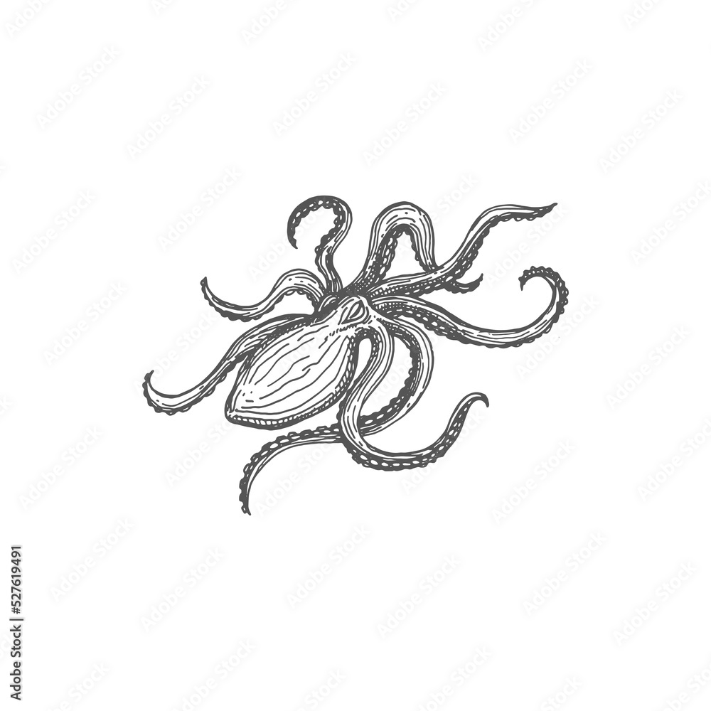 Retro octopus marine animal isolated eight-limb mollusk. Vector ...