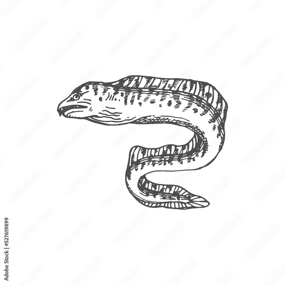 Fangtooth or Tiger Moray eel-shape fish isolated monochrome sketch icon ...