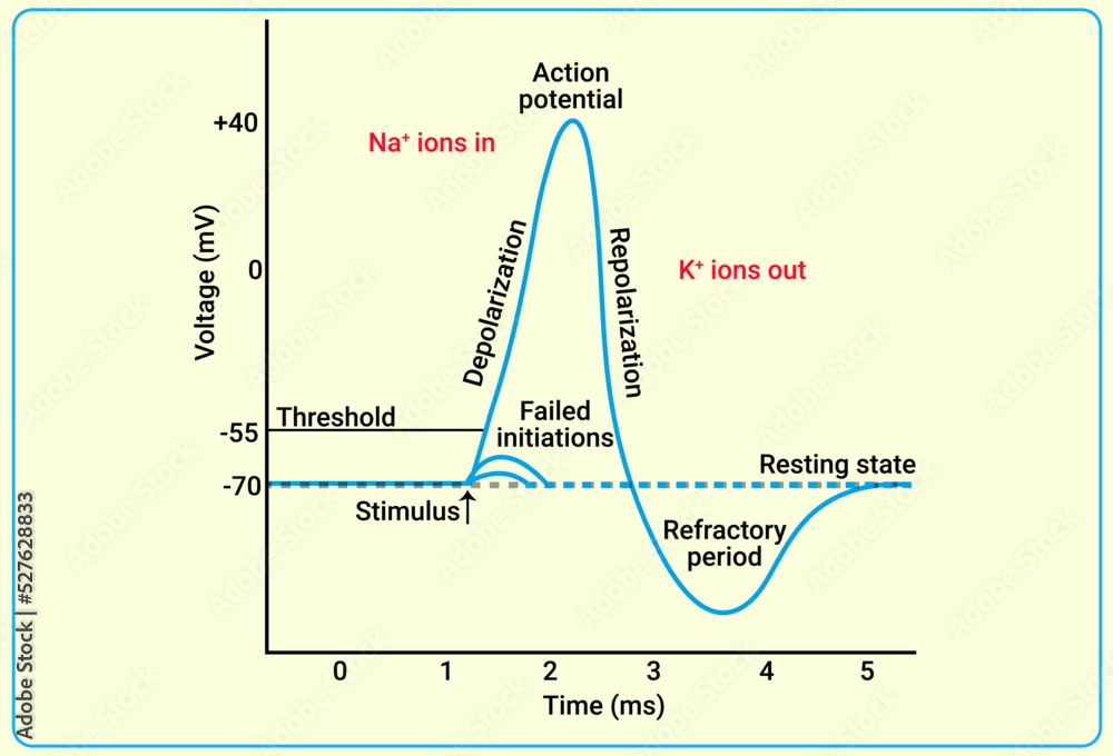 An action potential is a rapid rise and subsequent fall in voltage or ...