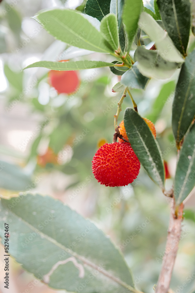 Close up of ripe fruit of an arbutus tree in autumn. Symbol of Madrid ...