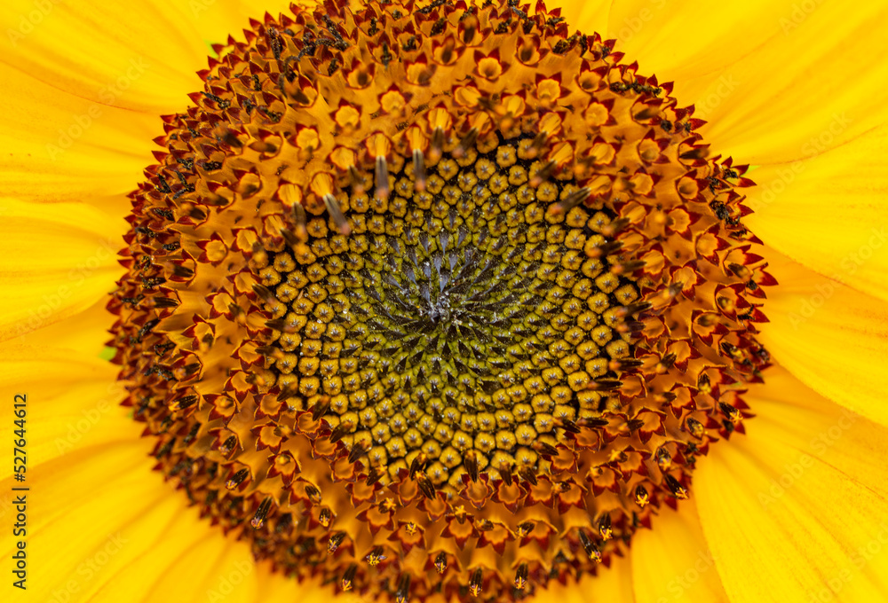 Flowers in all their diversity of forms, blooming, colors, textures and ...