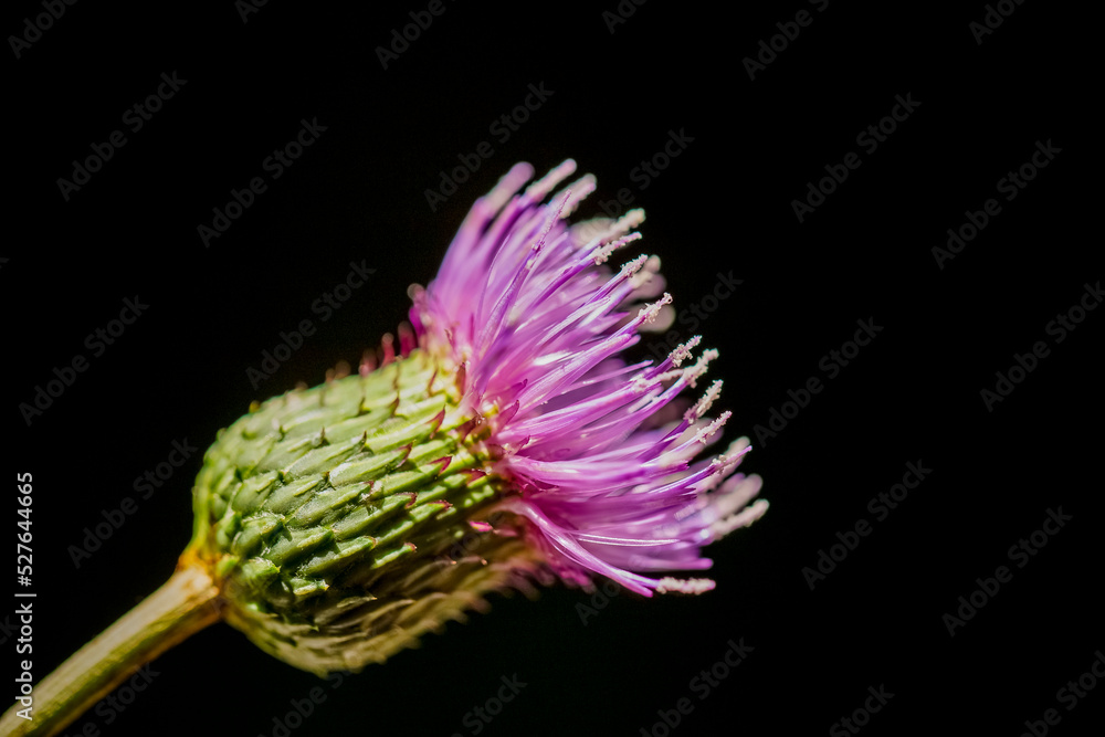 Flowers in all their diversity of forms, blooming, colors, textures and ...