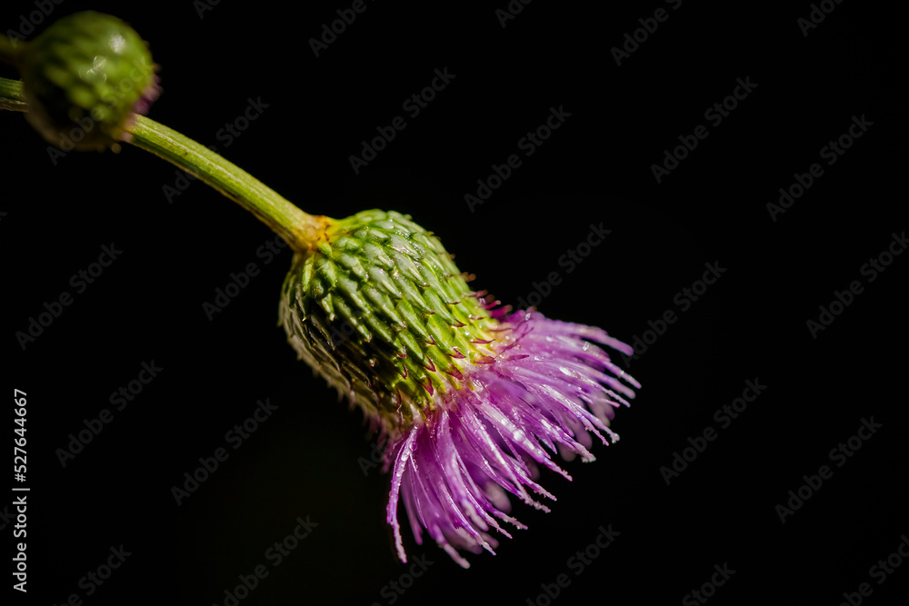 Flowers in all their diversity of forms, blooming, colors, textures and ...