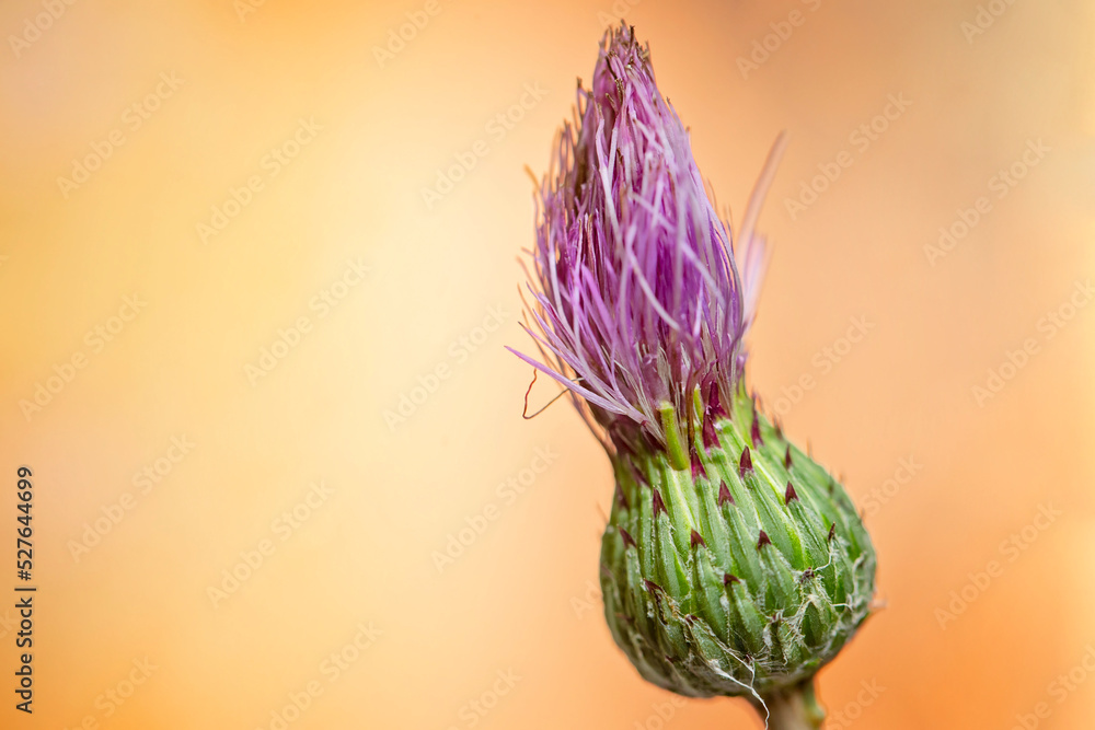 Flowers in all their diversity of forms, blooming, colors, textures and ...