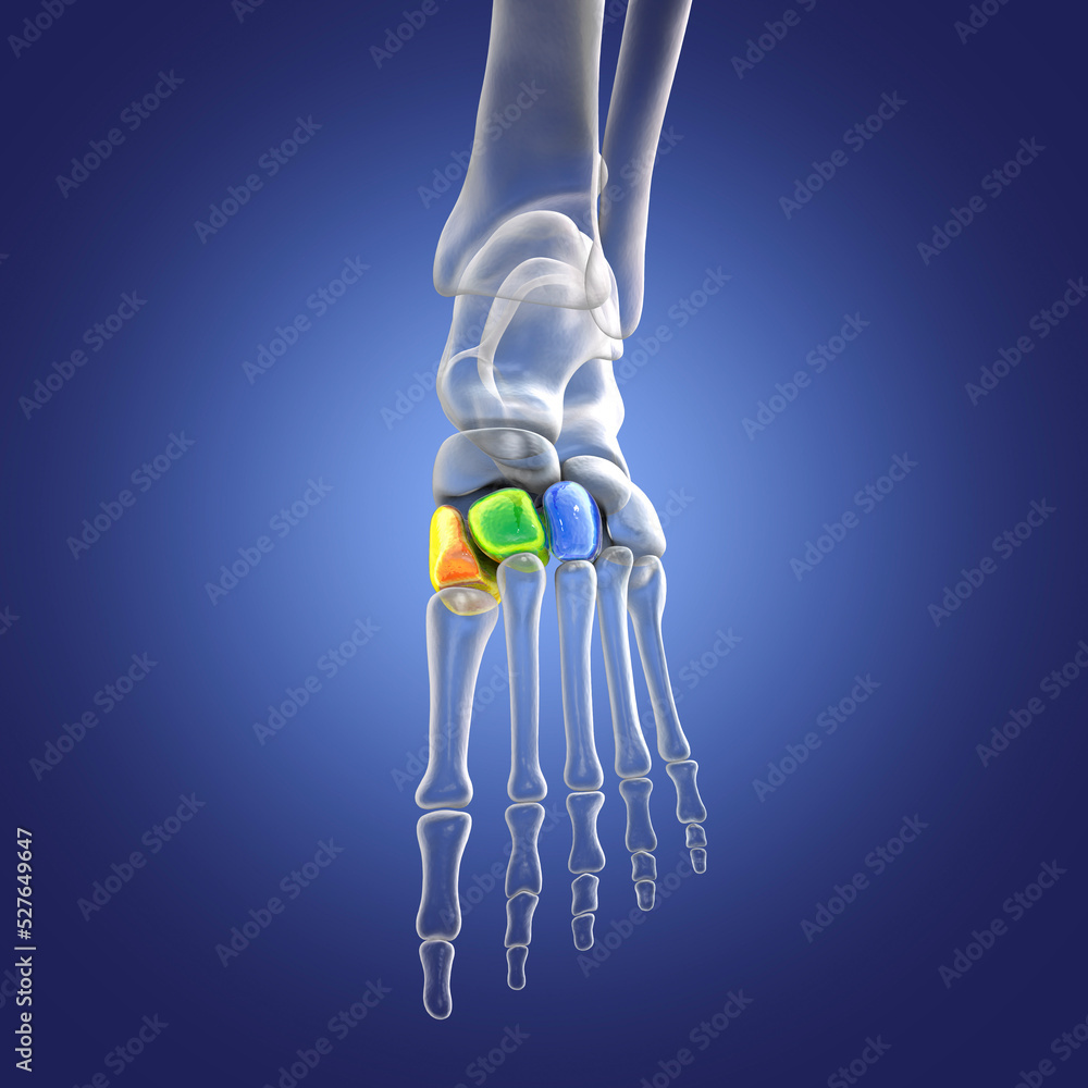 Cuneiform bones of the foot, 3D illustration Stock Illustration | Adobe ...