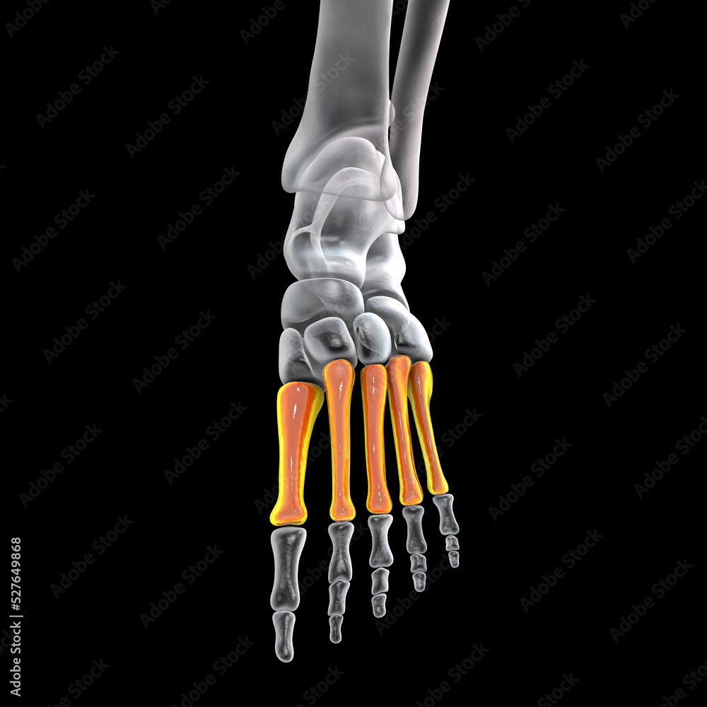 Metatarsal bones of the foot, 3D illustration ilustração do Stock ...