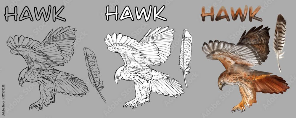 Vetor do Stock: Hawk color and black and white vector illustration ...