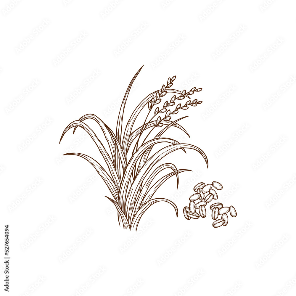 Rice Plant Coloring Page Profile For Rice By Jason's