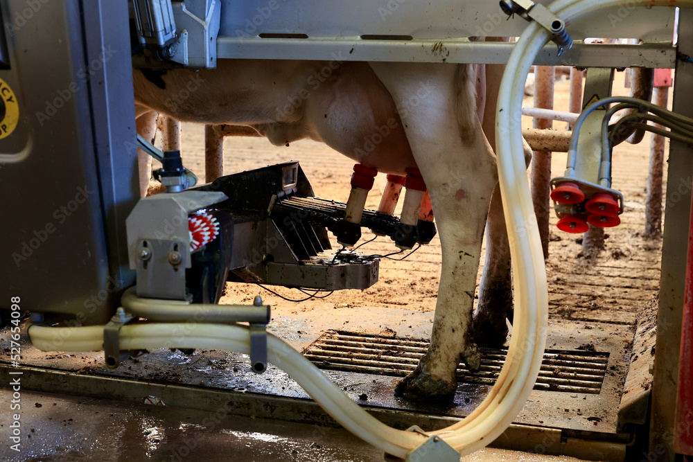 Cow milking facility and mechanized milking equipment. Cows milking in ...