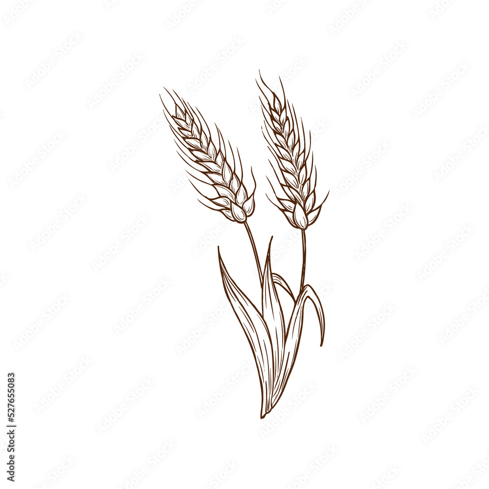 Sketch wheat ears vector plant, cereal grain stalks isolated on white ...