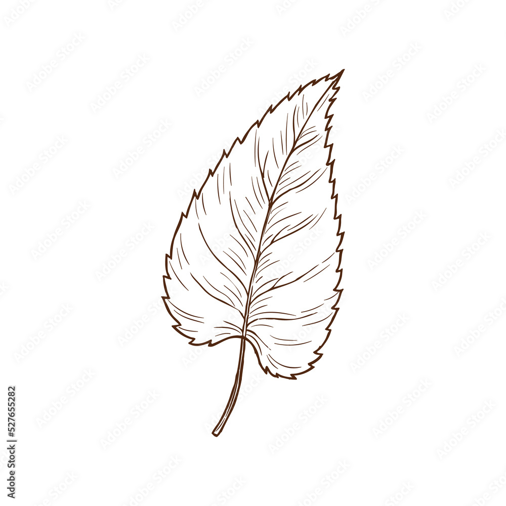 Sketch birch leaf, vector autumn foliage, fallen tree leaf of brown ...