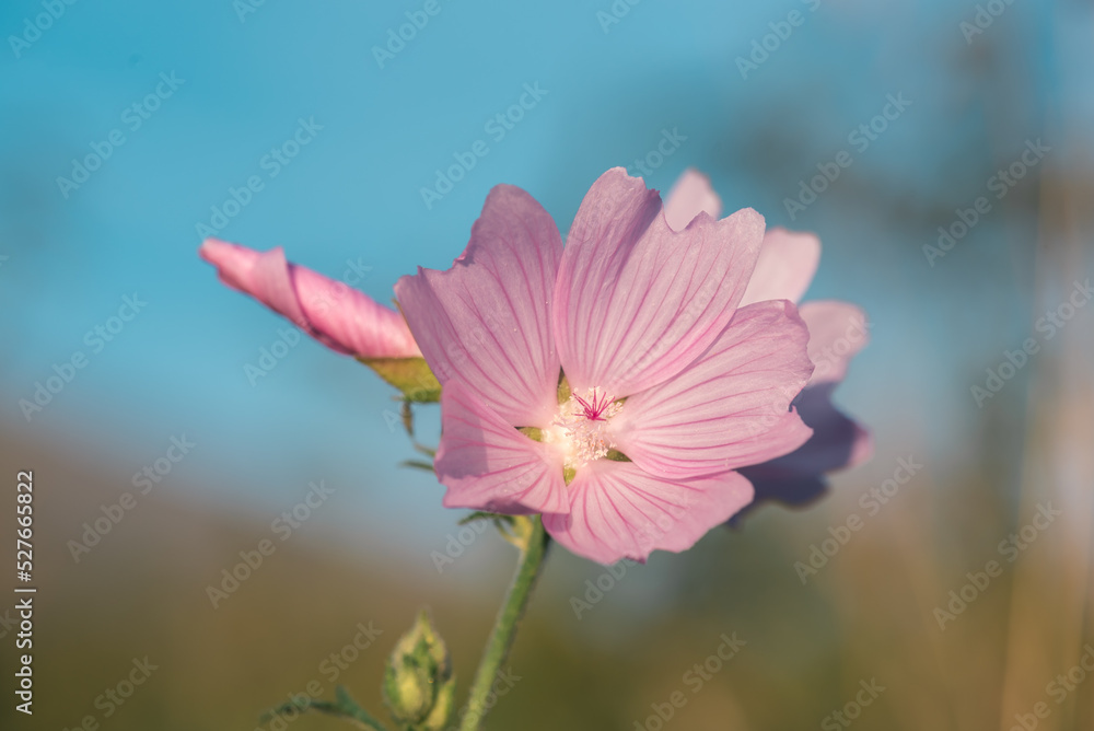 Greater musk-mallow on soft background (greater musk-mallow, cut-leaved ...
