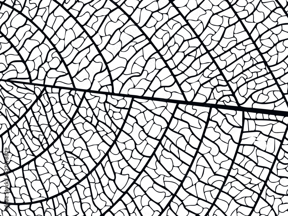 Vector illustration of leaves. Patterns of skeletal leaf cells, foliage ...