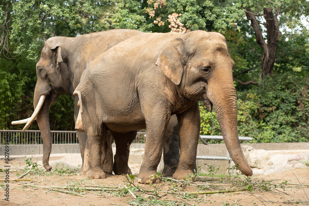 Two brown elephants in a nature reserve or zoo, tourism, travel, wild ...