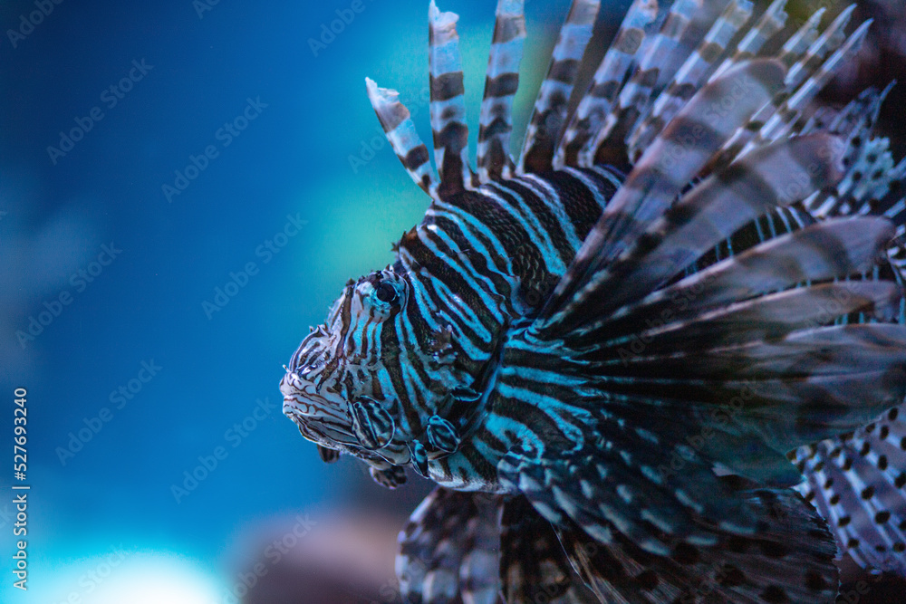 Common lionfish in dark water at the Nuweiba resort on the Red Sea, a ...