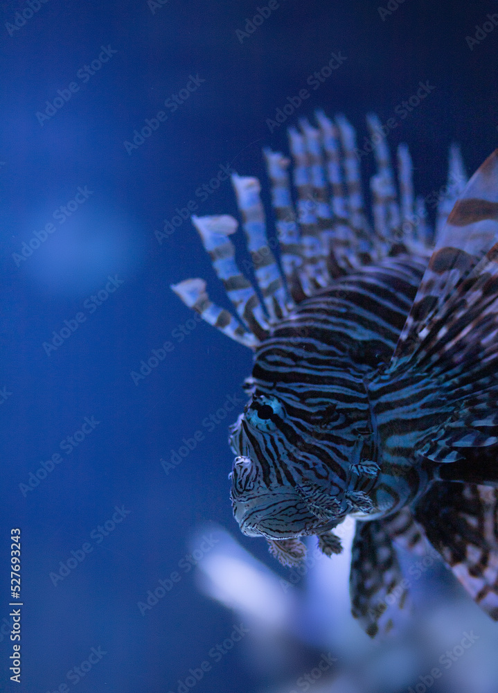 Common lionfish in dark water at the Nuweiba resort on the Red Sea, a ...