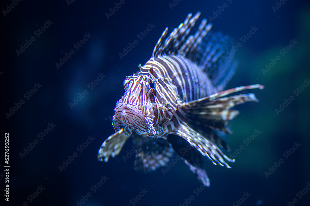 Common lionfish in dark water at the Nuweiba resort on the Red Sea, a ...