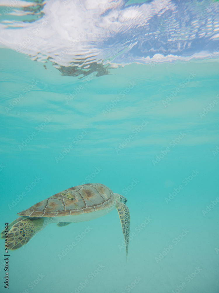 Sea turtle swimming in shallow water underwater Stock Photo | Adobe Stock