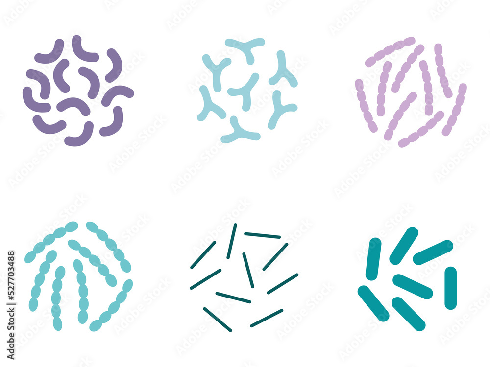 Probiotics bacteria vector design. Concept of design with Lactobacillus ...