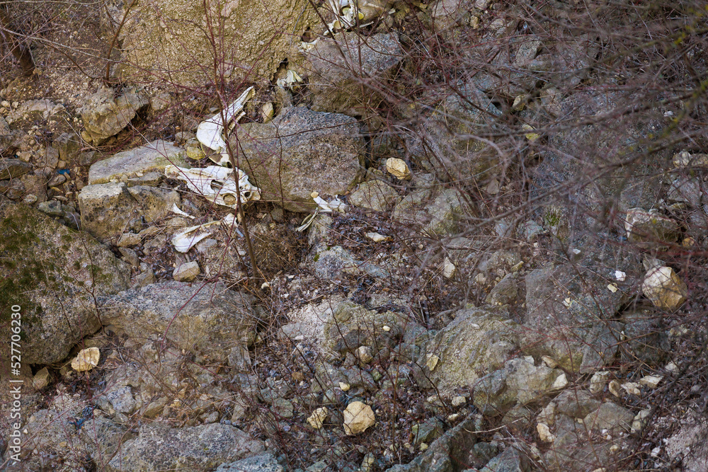 Bones and skulls of animals that fell off a cliff onto rocks. Creepy ...